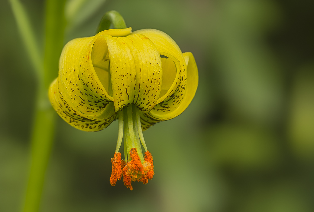 Wilde Blumen von Europa